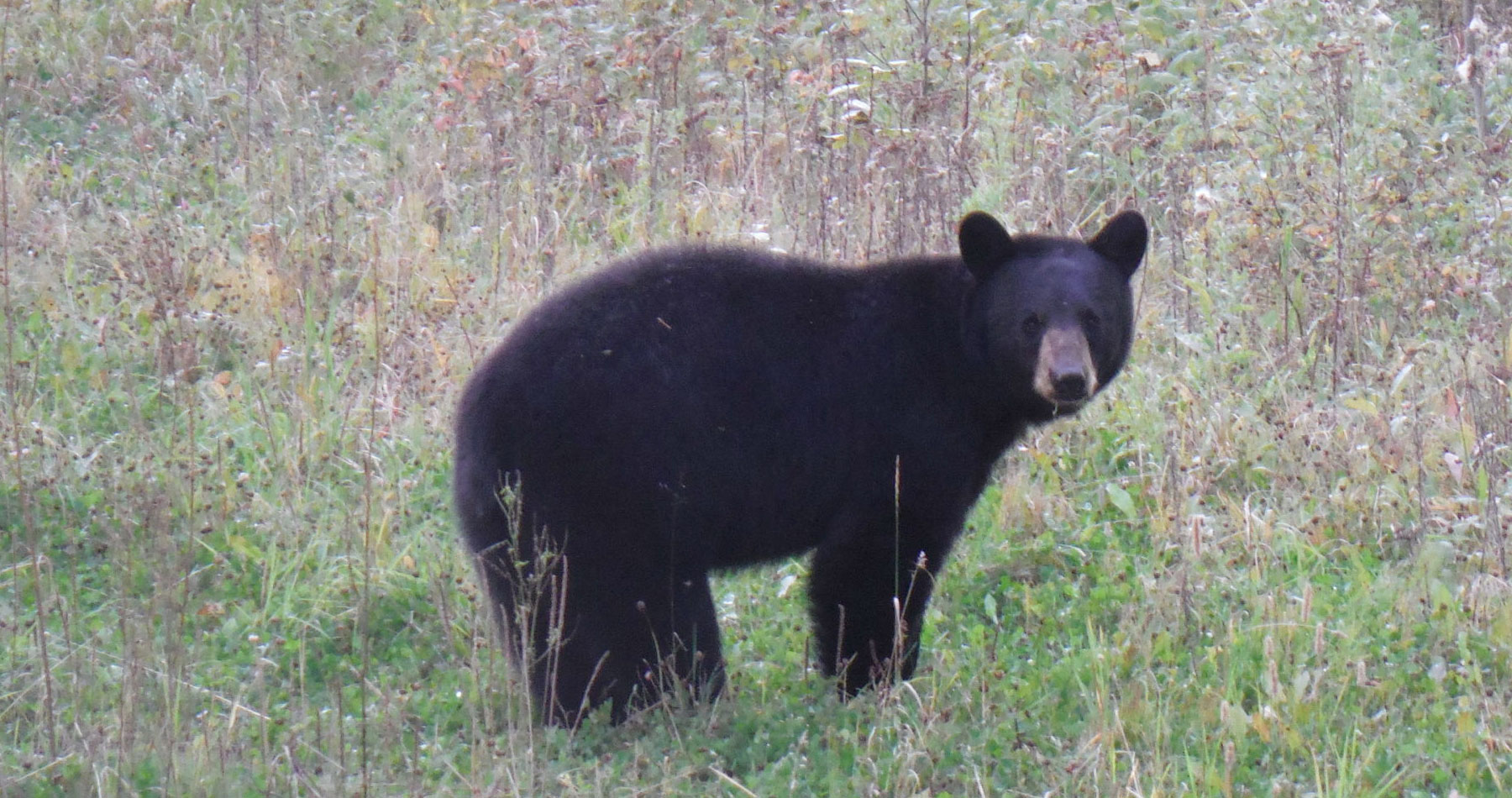 Black Bear - Ember Archaeology