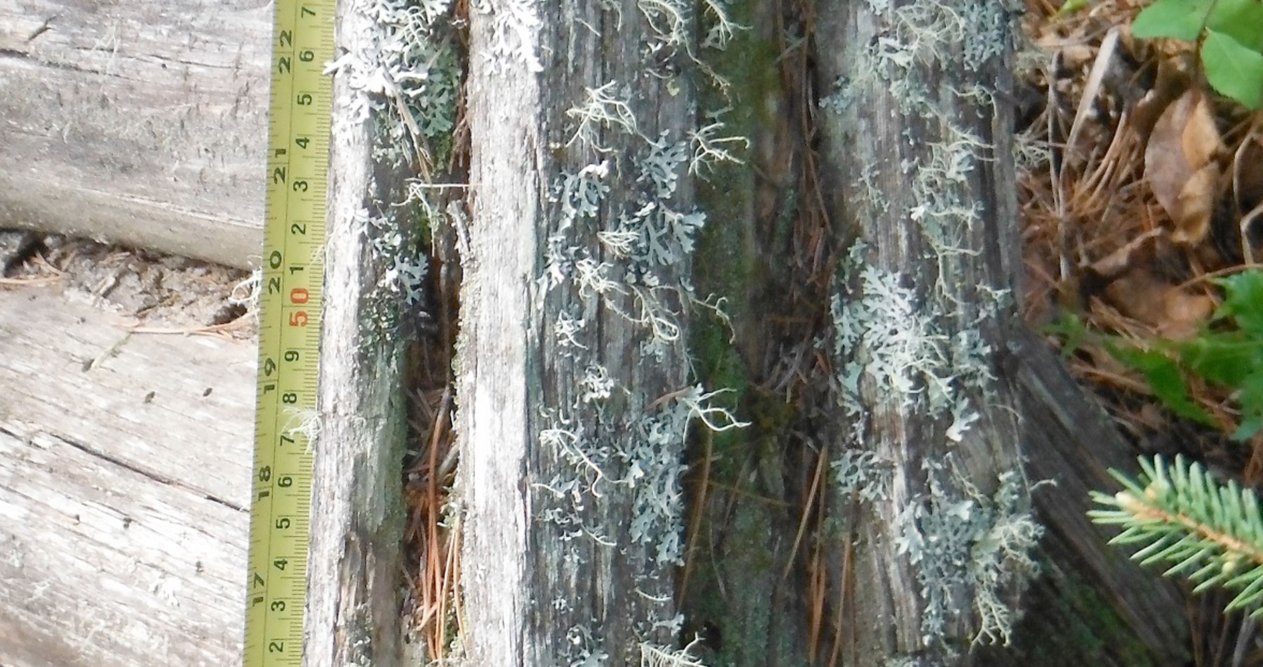 Big John's Spring - Ember Archaeology