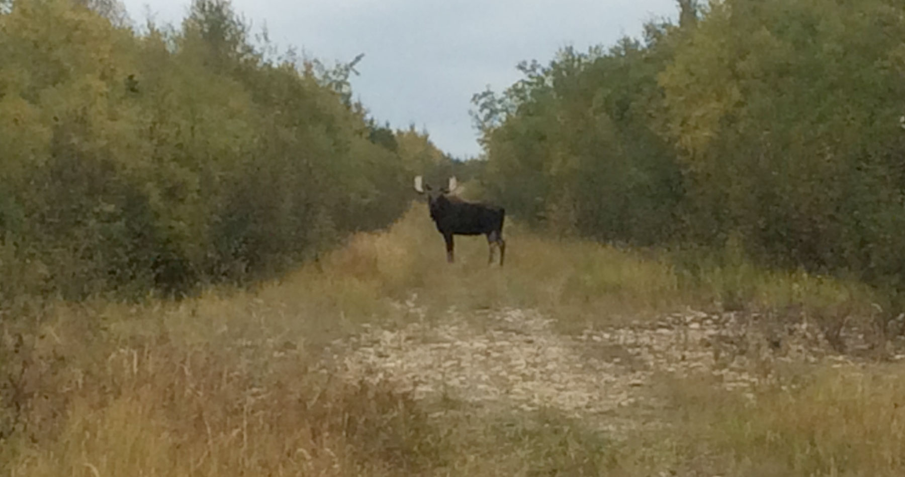 Moose on the Loose! - Ember Archaeology