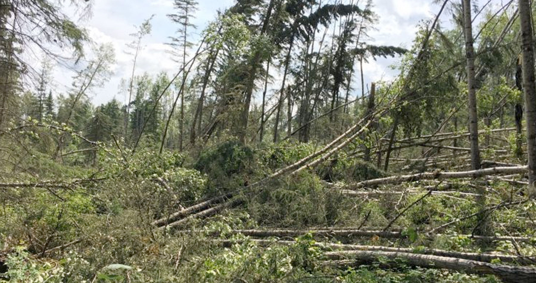 Wind Storm in the Slave Lake Region Aids in the Discovery of Giant ...