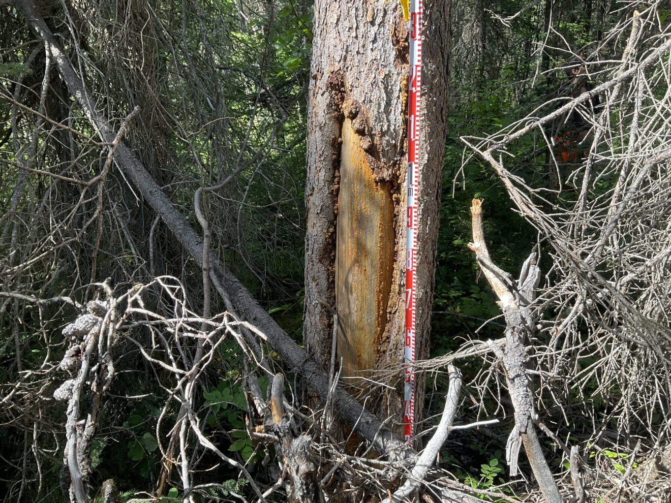 Culturally Modified Trees of the Interior, British Columbia - Ember ...