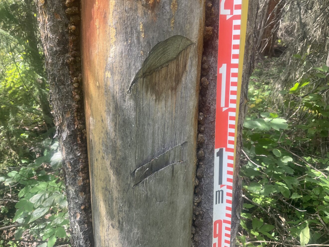 Culturally Modified Trees of the Interior, British Columbia - Ember ...