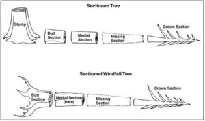 Culturally Modified Trees of the Interior, British Columbia - Ember ...